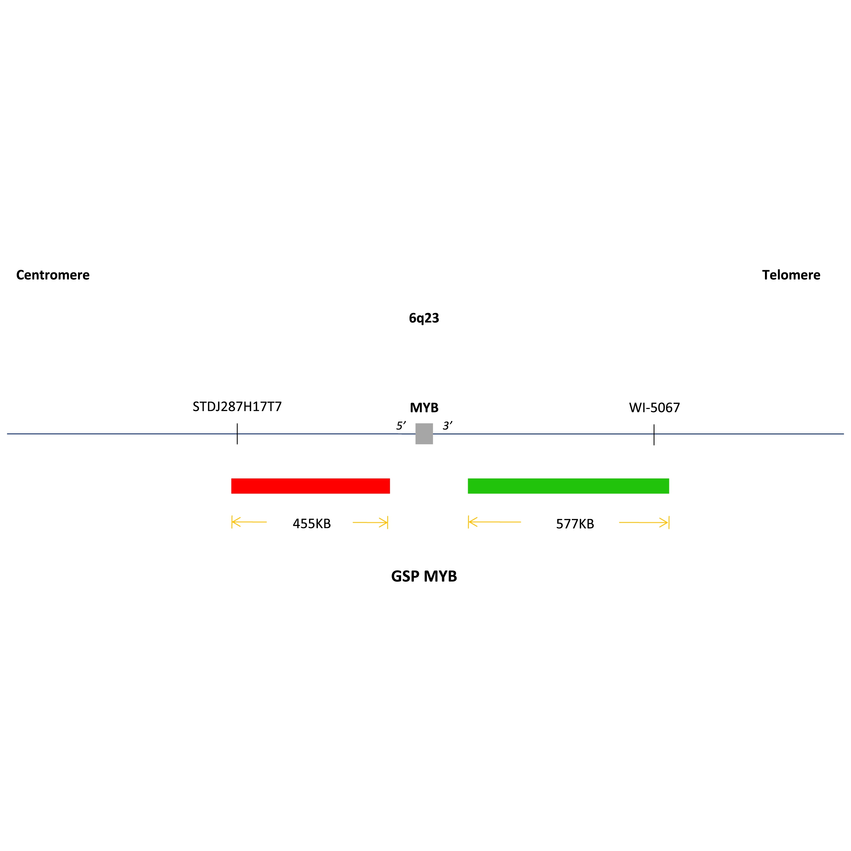 MYB（6q23）基因断裂探针（荧光原位杂交法）-探针-广州安必平医药科技股份有限公司-肿瘤-筛查与诊断-LBP-PCR-IHC-FISH