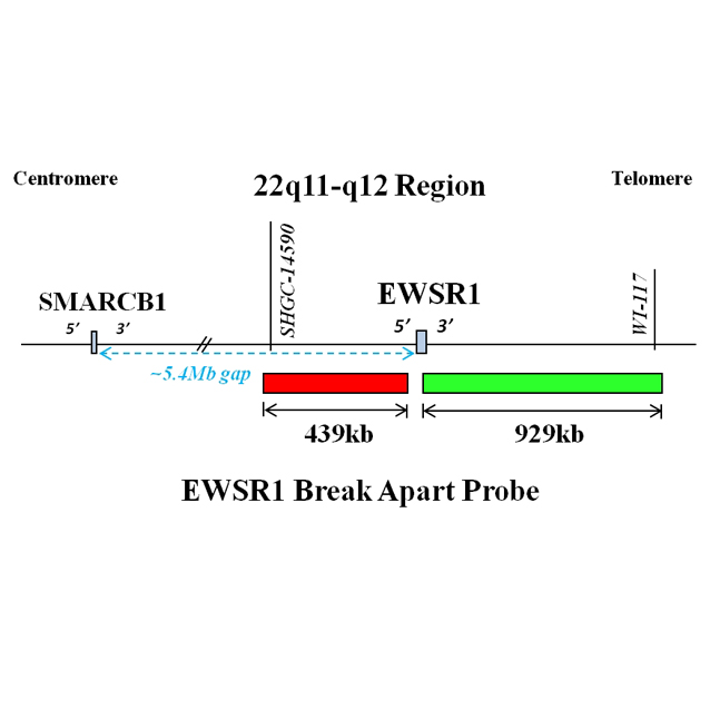 EWSR1（22q12）基因断裂探针（荧光原位杂交法）-探针-广州安必平医药科技股份有限公司-肿瘤-筛查与诊断-LBP-PCR-IHC-FISH